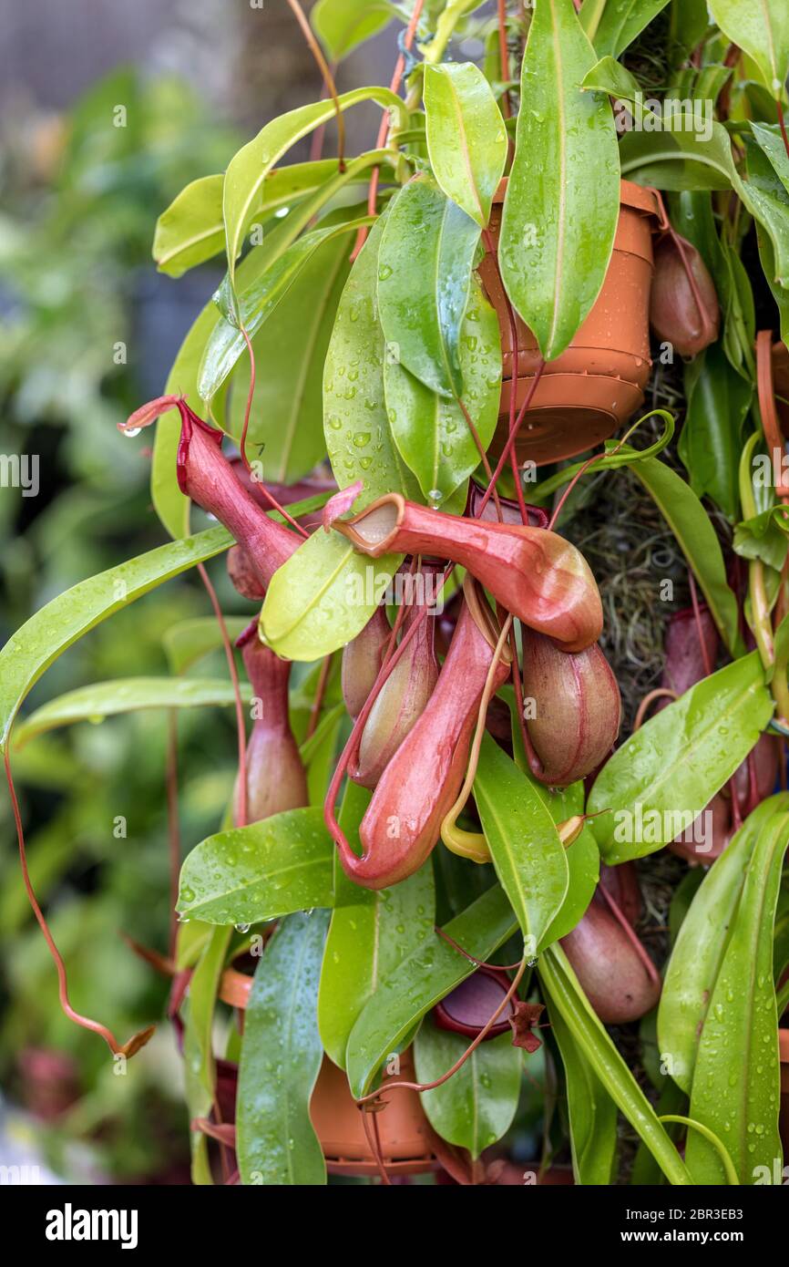 Nepenthes also known as tropical pitcher plants Stock Photo - Alamy