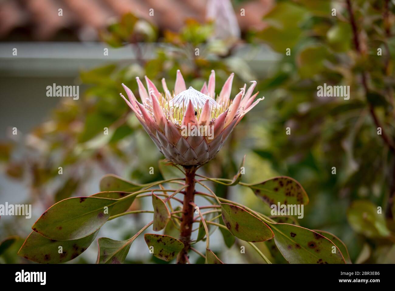 King protea or protea cynaroides the national flower of South Africa ...