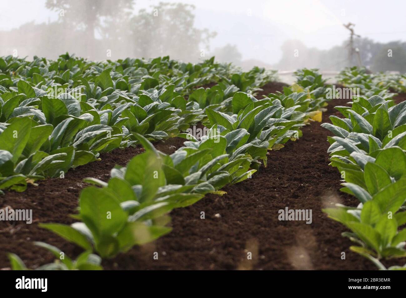 tobacco seedlings in the plantation Stock Photo - Alamy