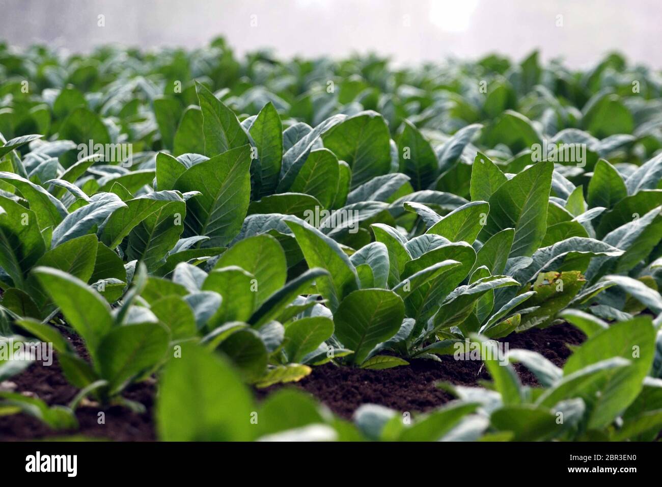 tobacco seedlings in the plantation Stock Photo - Alamy