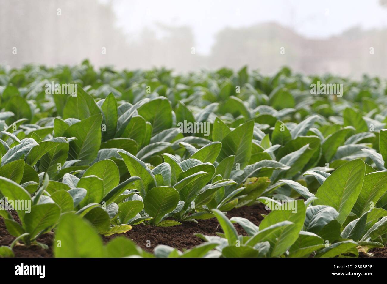 tobacco seedlings in the plantation Stock Photo - Alamy
