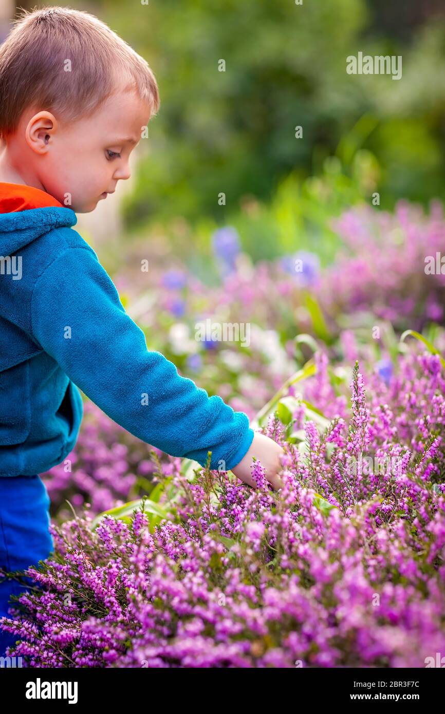 Little Caucasian boy picking up purple Loosestrife flowers in the ...