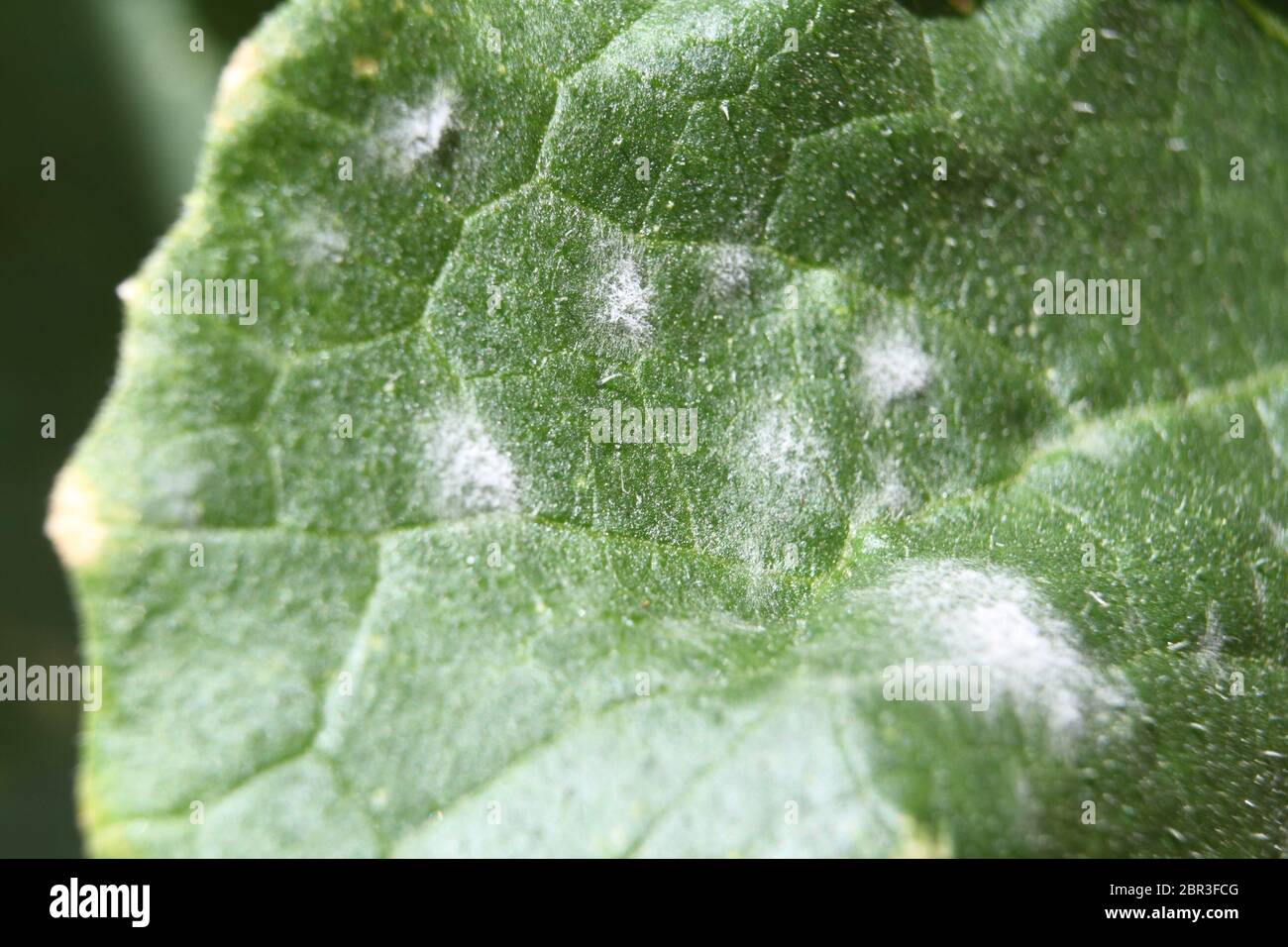 White mold and oidium on the leaf of a diseased pumpkin plant Stock ...
