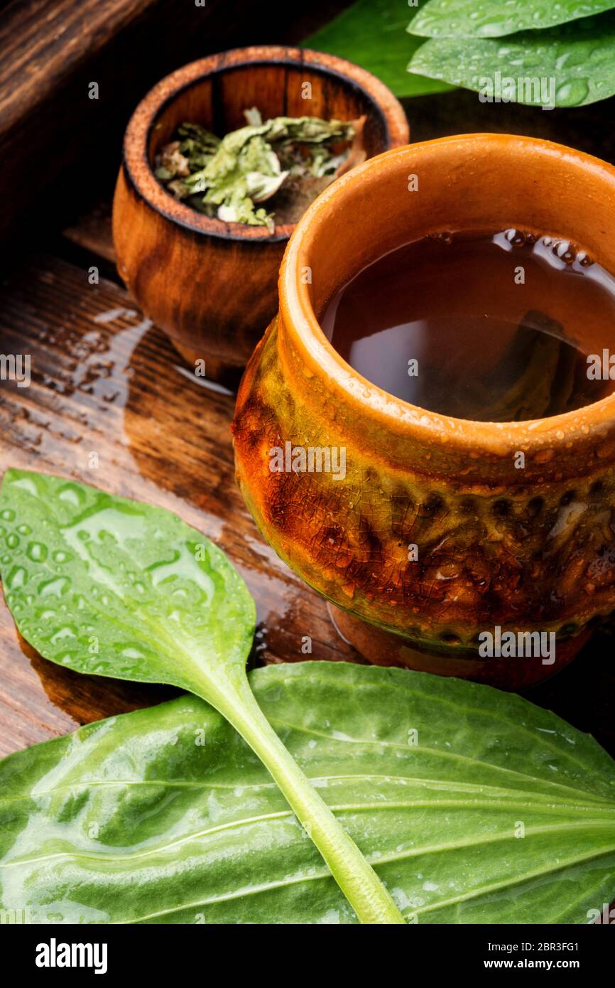 Plantain tea with fresh ribwort plantain leaves Stock Photo - Alamy