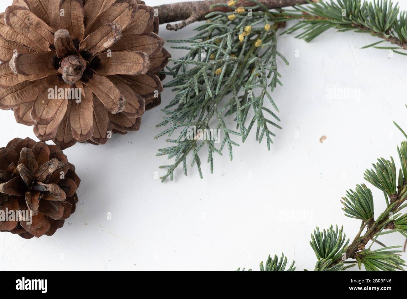 Vintage pine branch cone hi-res stock photography and images - Alamy