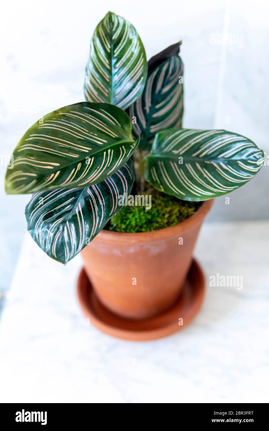 Calathea Plant High Resolution Stock Photography and Images - Alamy