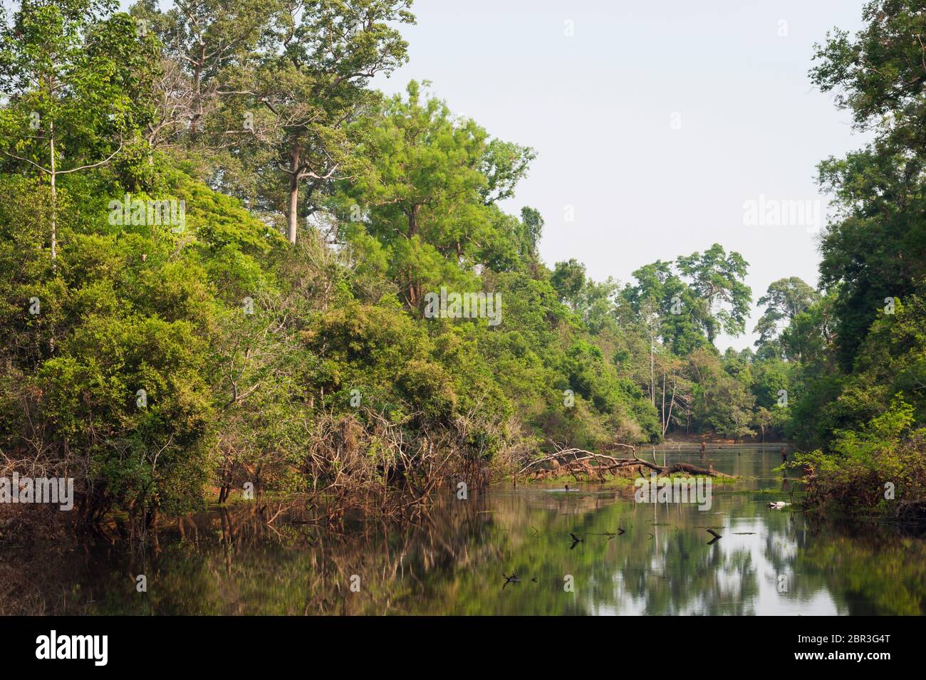 Subtropical evergreen forests hi-res stock photography and images - Alamy