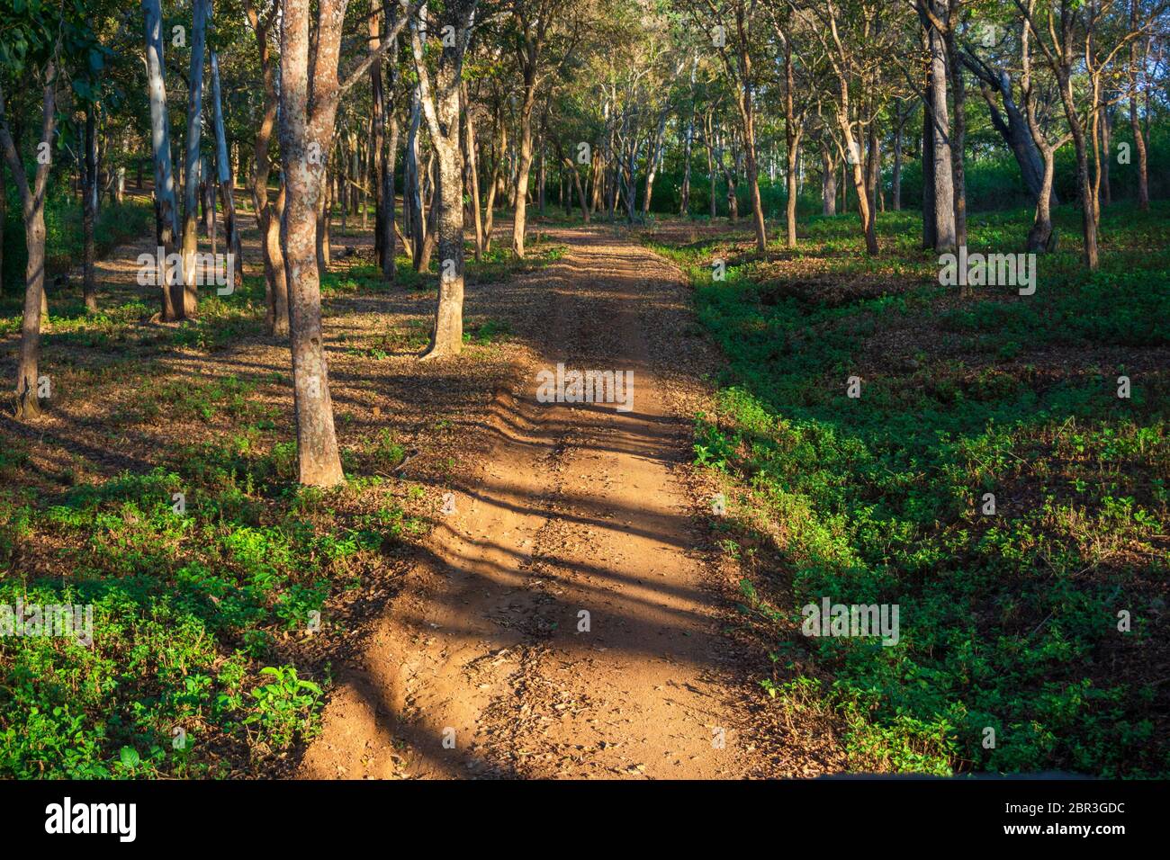 A mud road passing through dense jungle (photographed in BR Hills ...