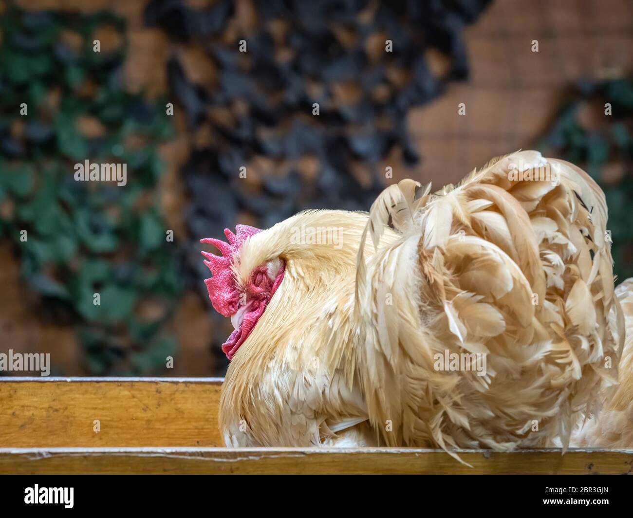 Big red rooster hi-res stock photography and images - Alamy