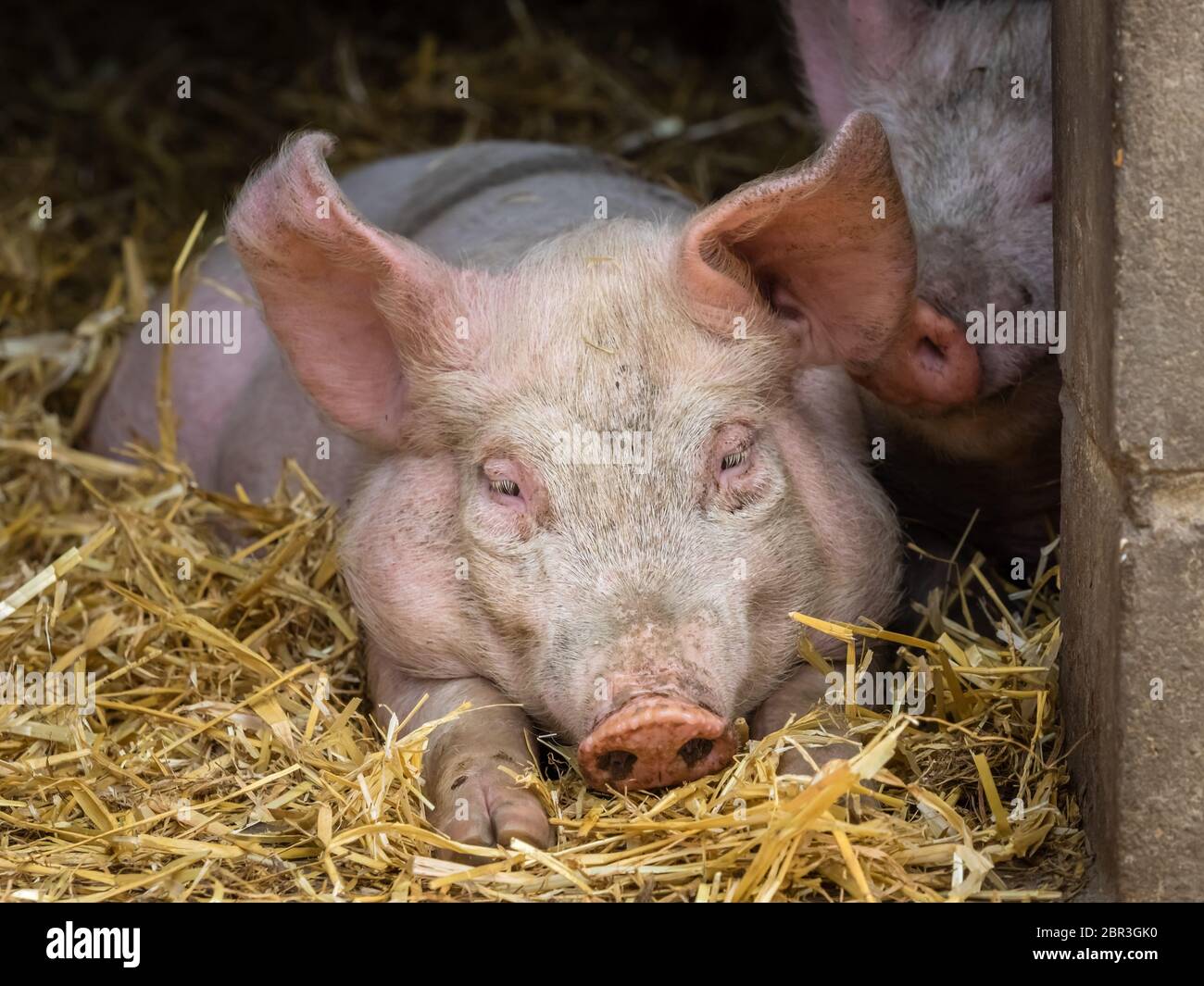 Pig sleeping on the ground in a barn on a farm Stock Photo - Alamy