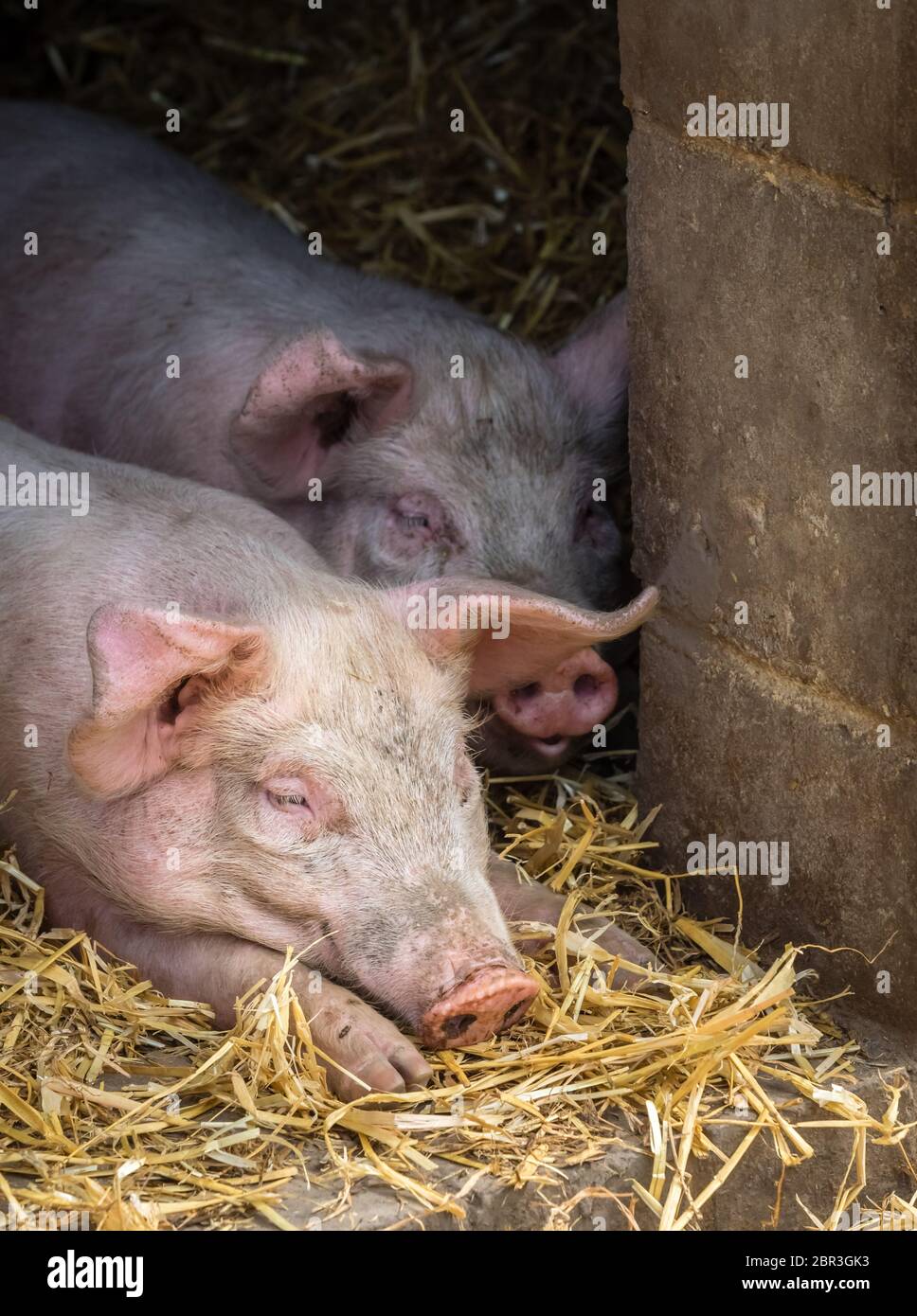 Pigs sleeping on the ground in a barn on a farm Stock Photo - Alamy