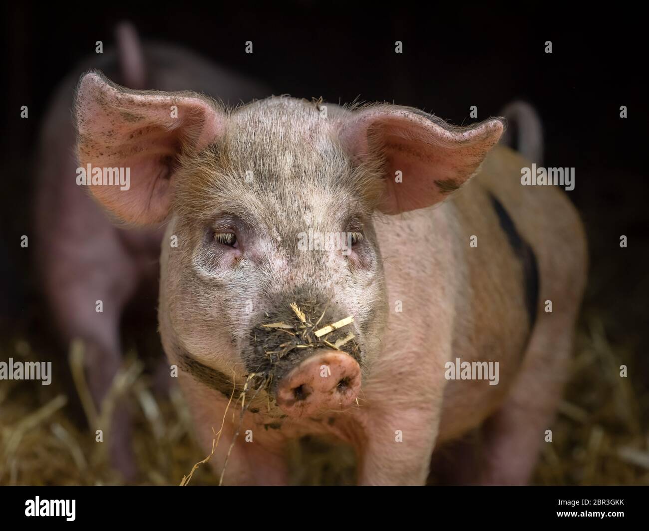 Cute pink pig standing in the barn on a farm Stock Photo - Alamy