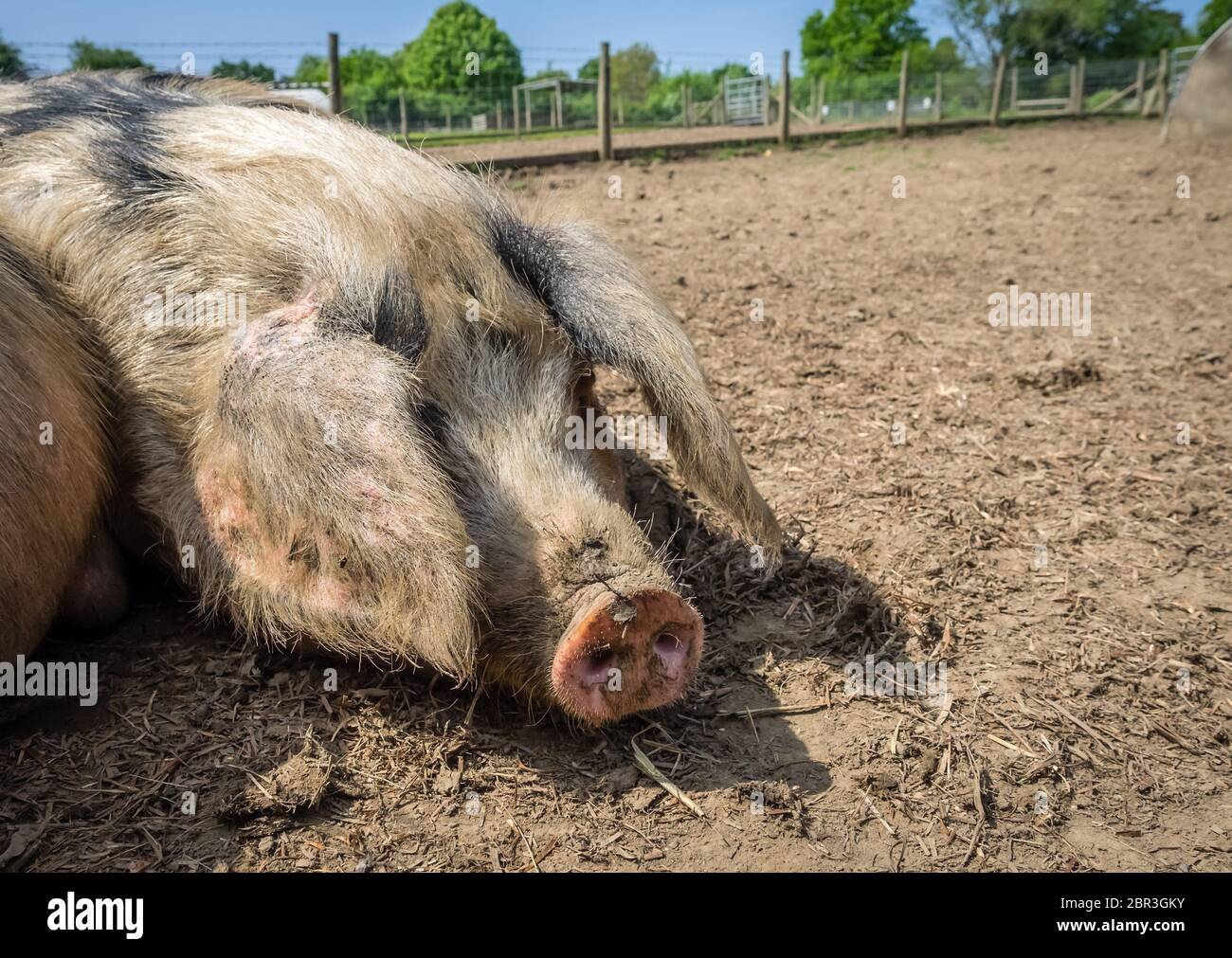 Huge sleepy dirty pig laying on the ground on a farm Stock Photo - Alamy