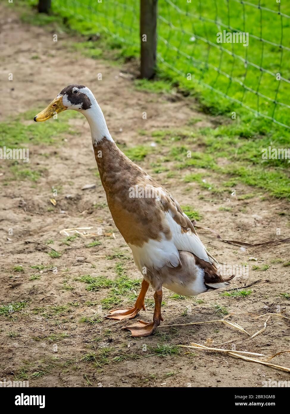 Tall duck wading ine her enclosure on a farm in England Stock Photo - Alamy
