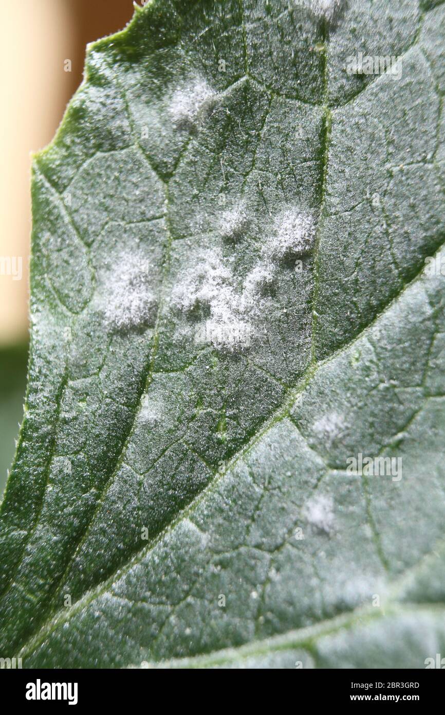 Oïdium hi-res stock photography and images - Alamy