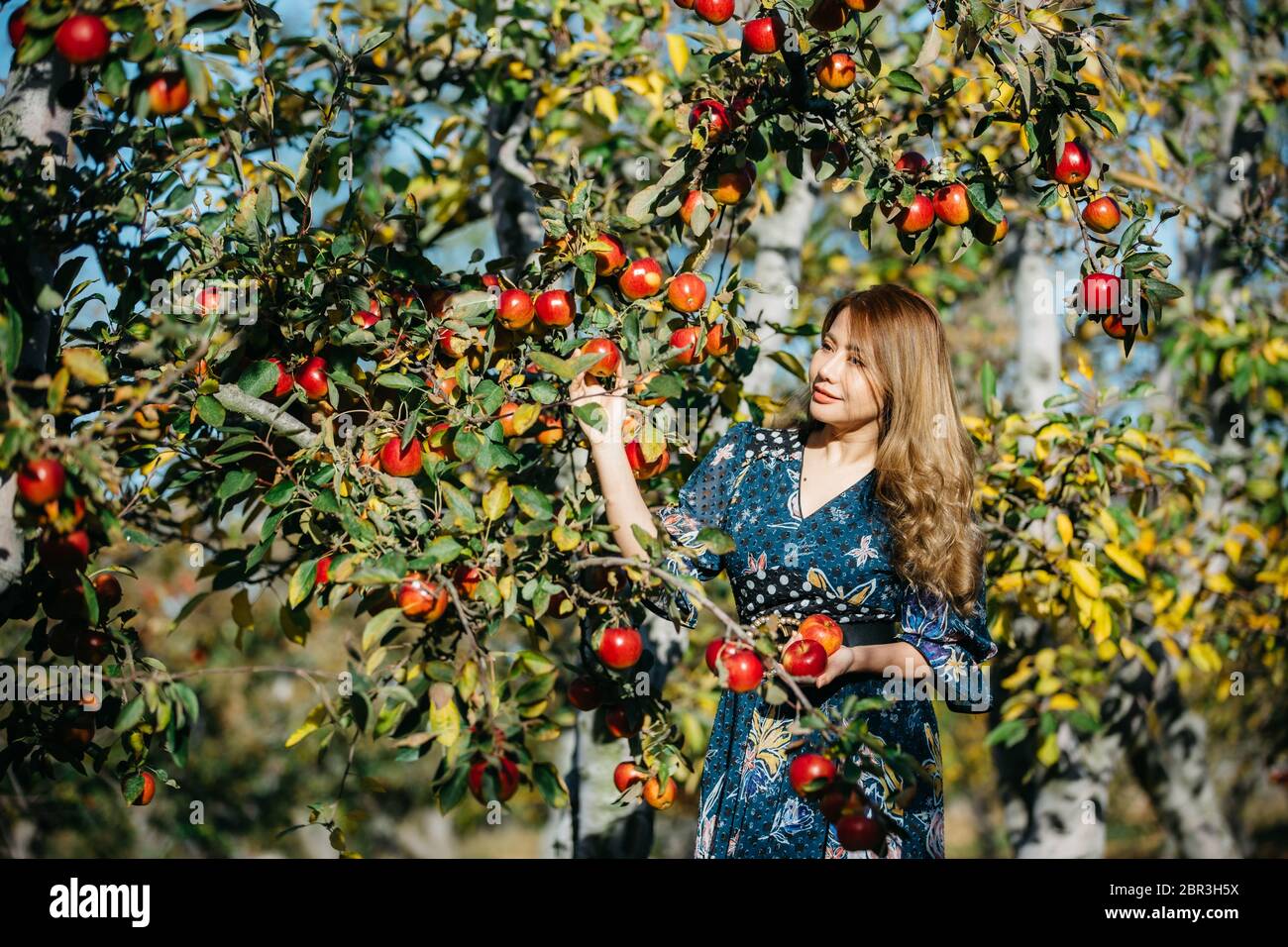 Beautiful asian woman in blue dress picking and smelling red apples in ...