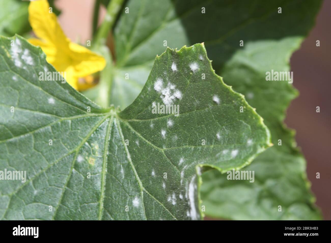 Plant fungi hi-res stock photography and images - Alamy