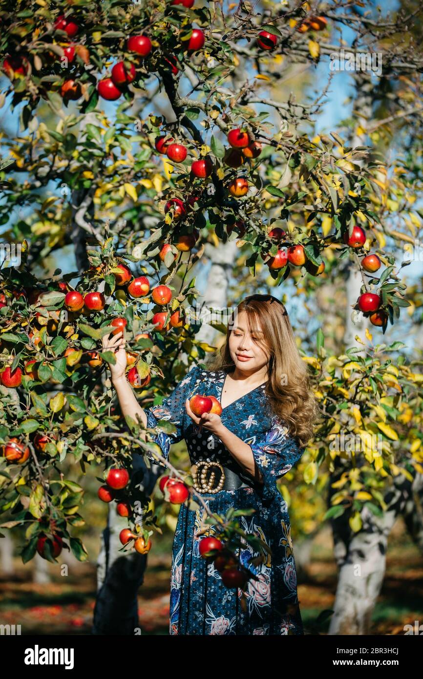 Beautiful asian woman in blue dress picking and smelling red apples in ...