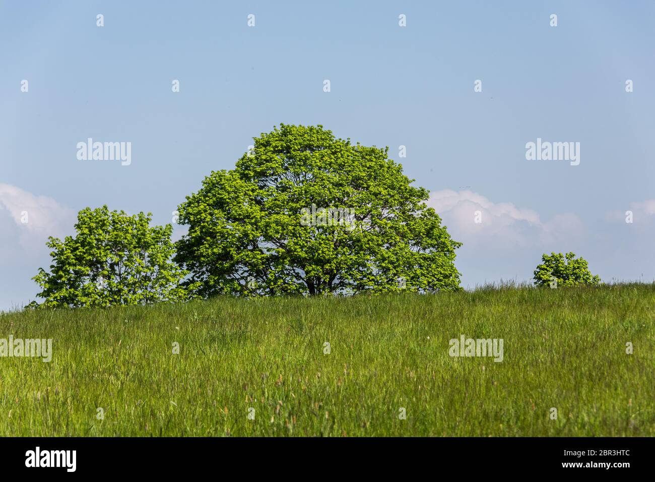 big trees on a wide meadow Stock Photo - Alamy