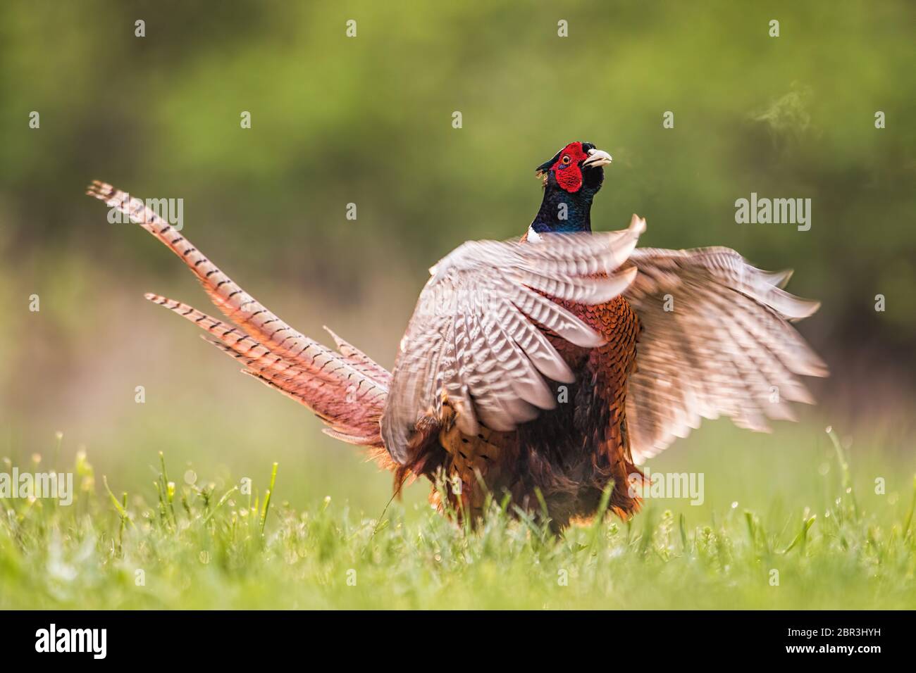 Common pheasant, phasianus colchicus, male calling during breeding season. Wild bird in nature ...