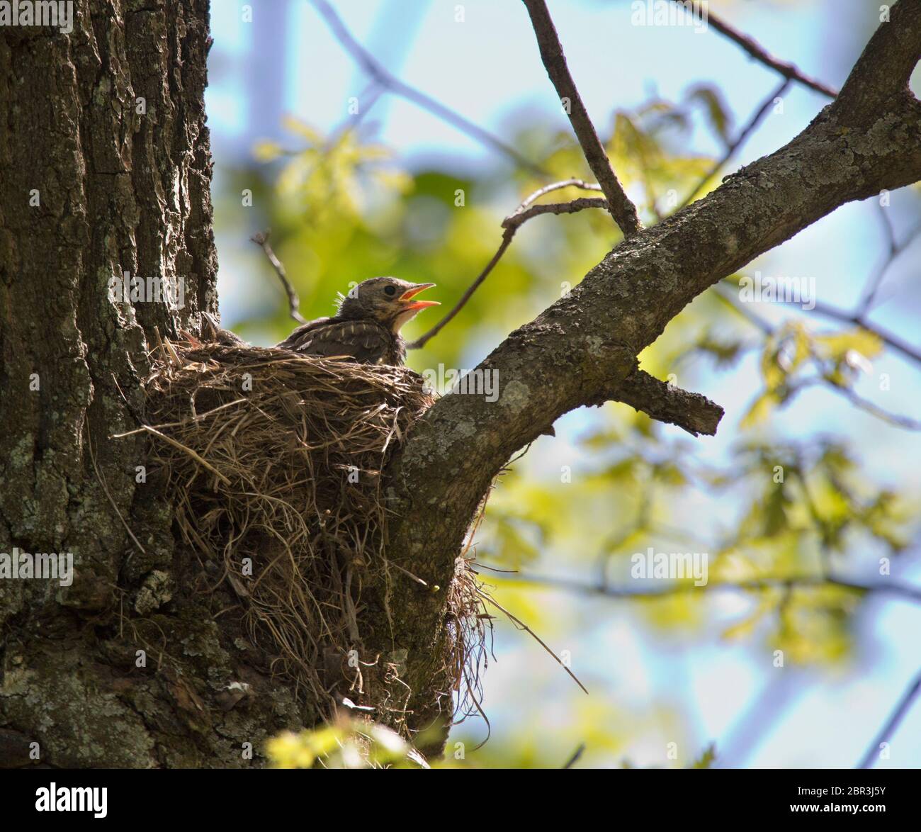 chick with open beak in nest Stock Photo - Alamy