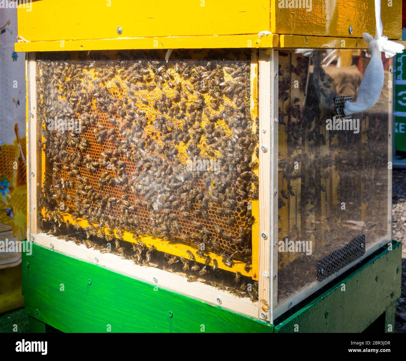 Beehive with transparent walls to observe the life of bees Stock Photo ...