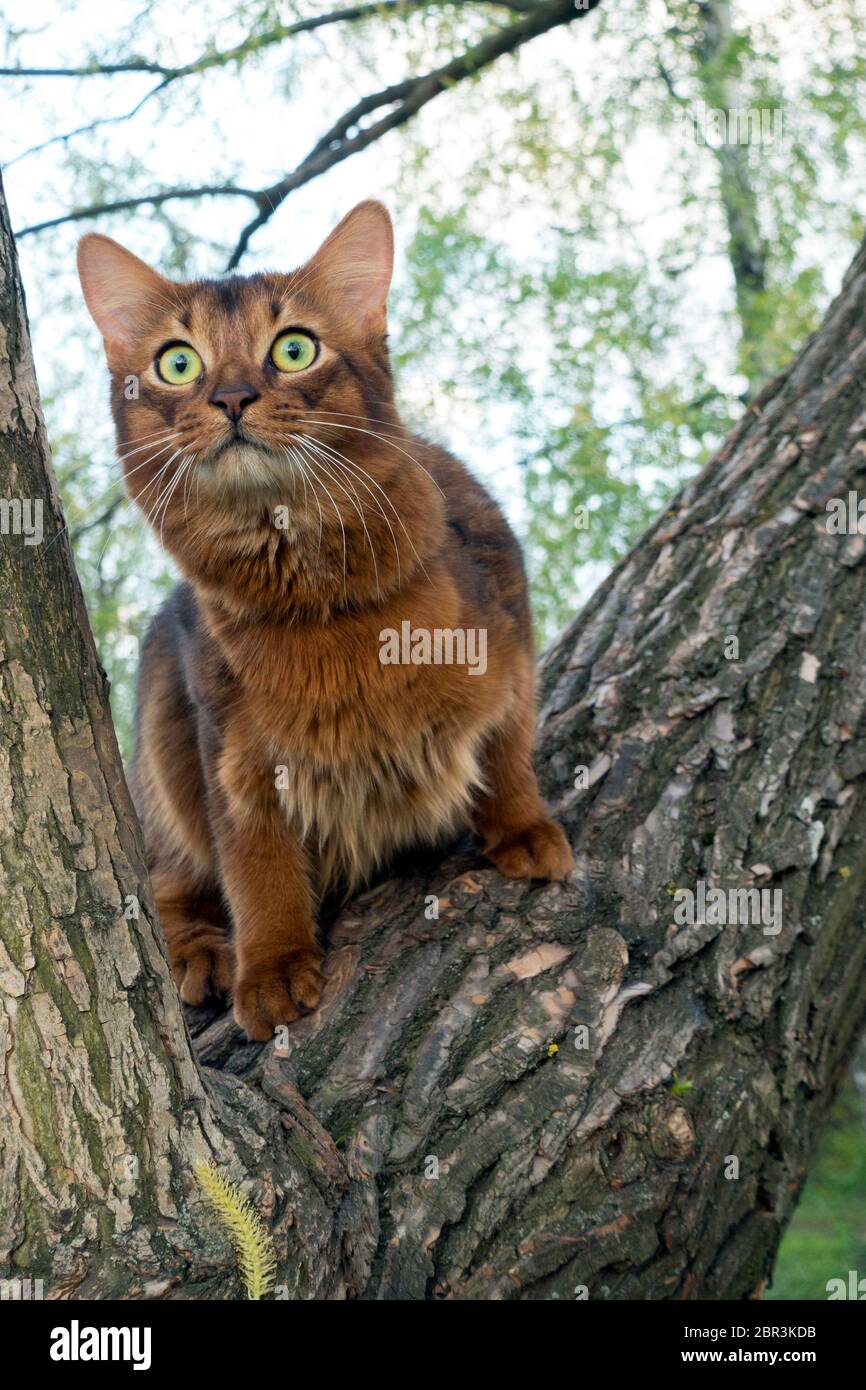 fluffy red cat (breed Somali) in the park, sitting in a fork in a tree ...