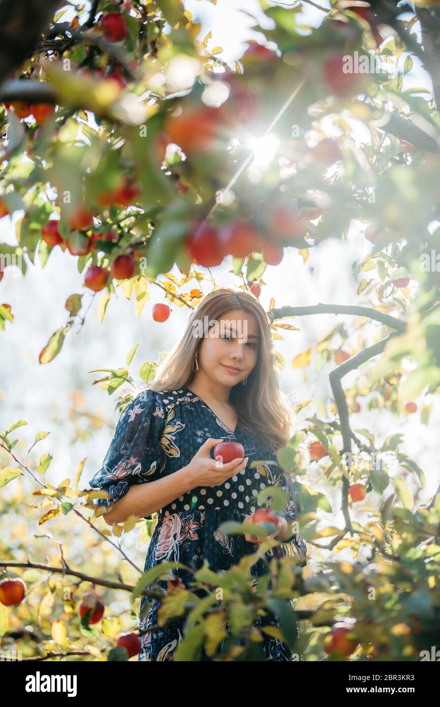 Beautiful asian woman in blue dress picking and smelling red apples in ...