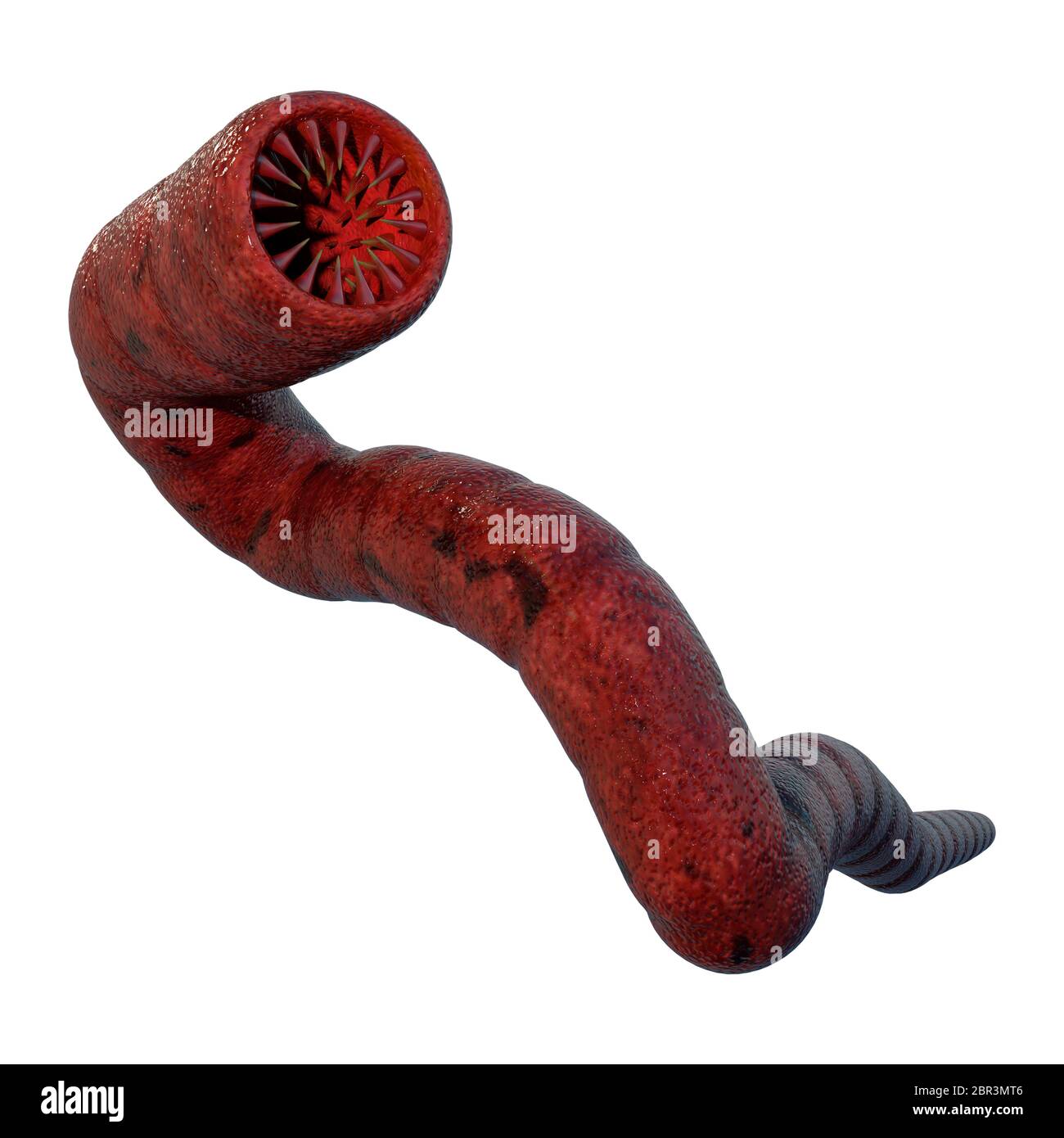 3D rendering of a fictional worm isolated on white background Stock ...