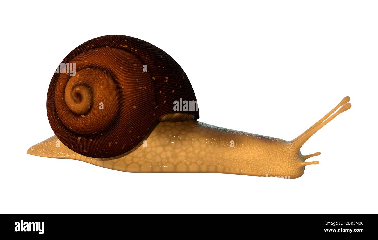 3D rendering of a snail isolated on white background Stock Photo - Alamy