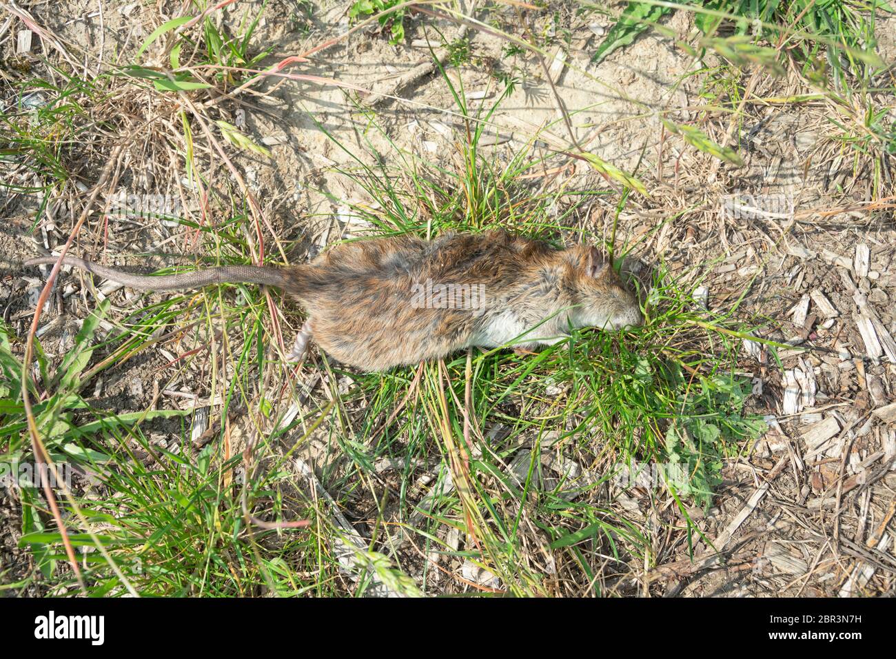 Big dead rat in the roadside probably poisoned Stock Photo - Alamy
