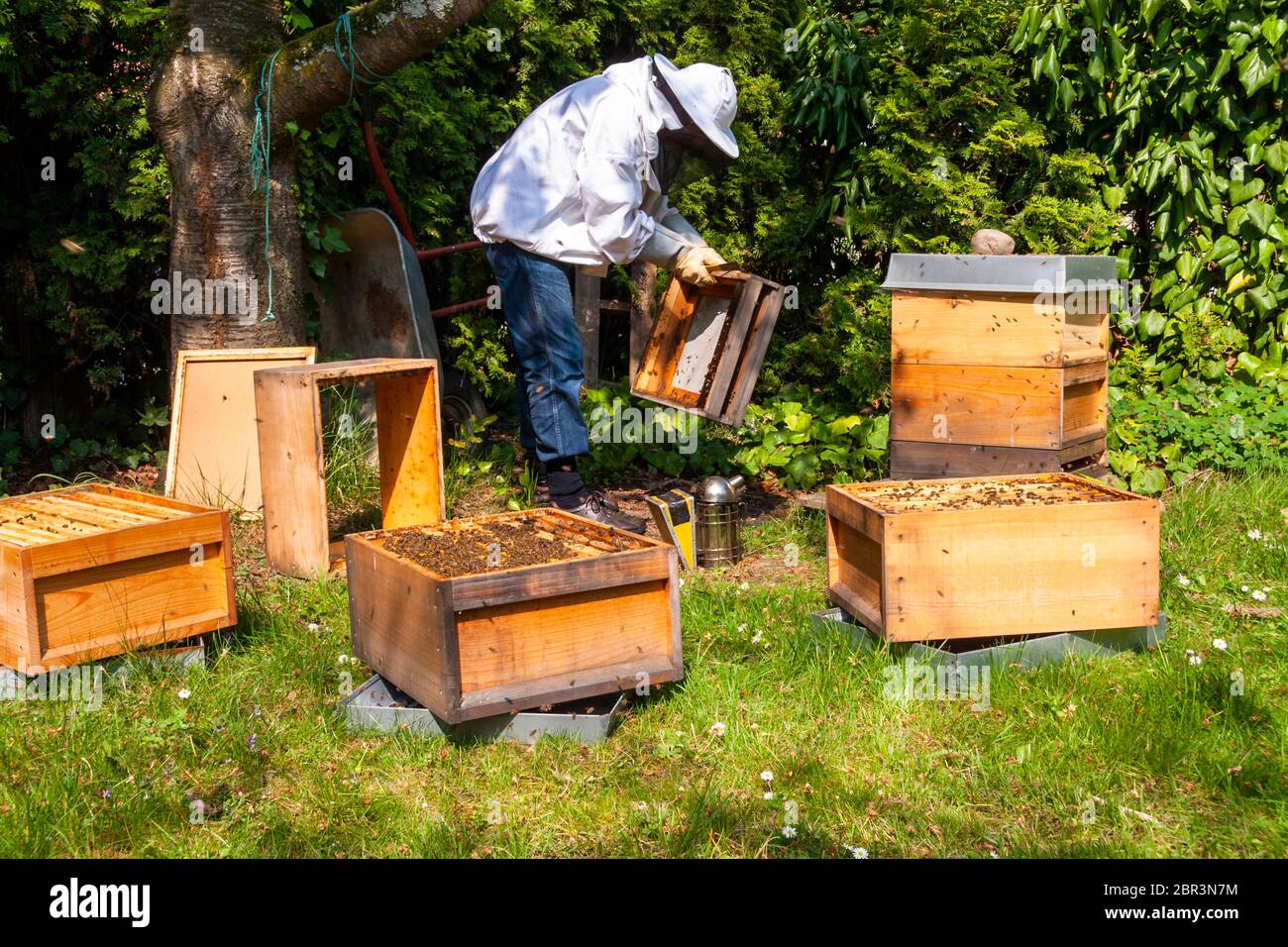 Beekeeper in action in Grevenbroich, Germany Stock Photo - Alamy