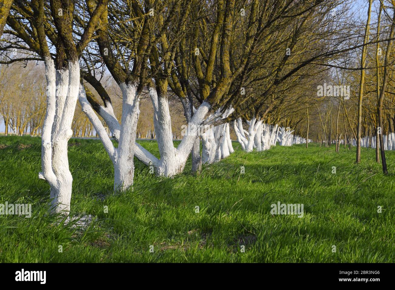 Whitewashed tree trunks along the road. Apricots along the route with a ...