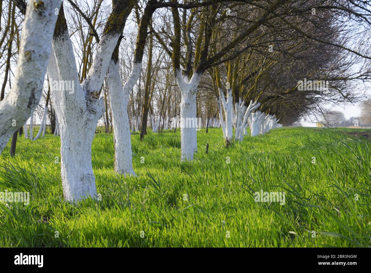 Whitewashed tree trunks along the road. Apricots along the route with a ...
