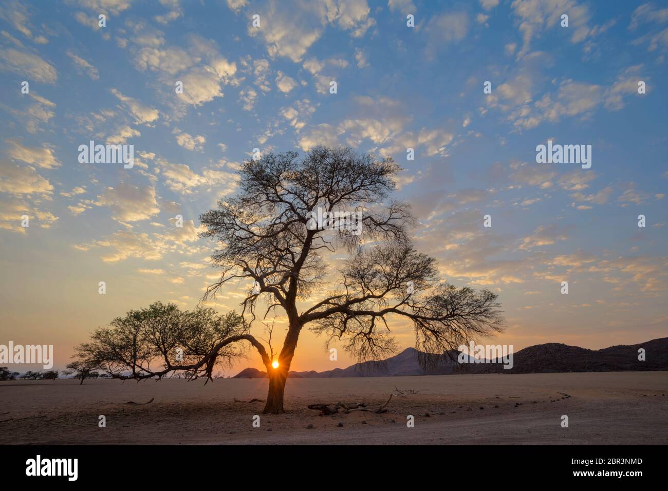 Sunrise at a large lone camelthorn tree Stock Photo - Alamy