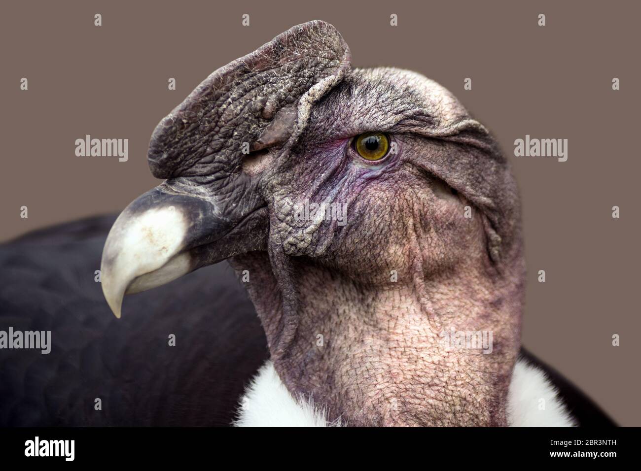 Animal portrait of condor bird of prey on gray background Stock Photo ...