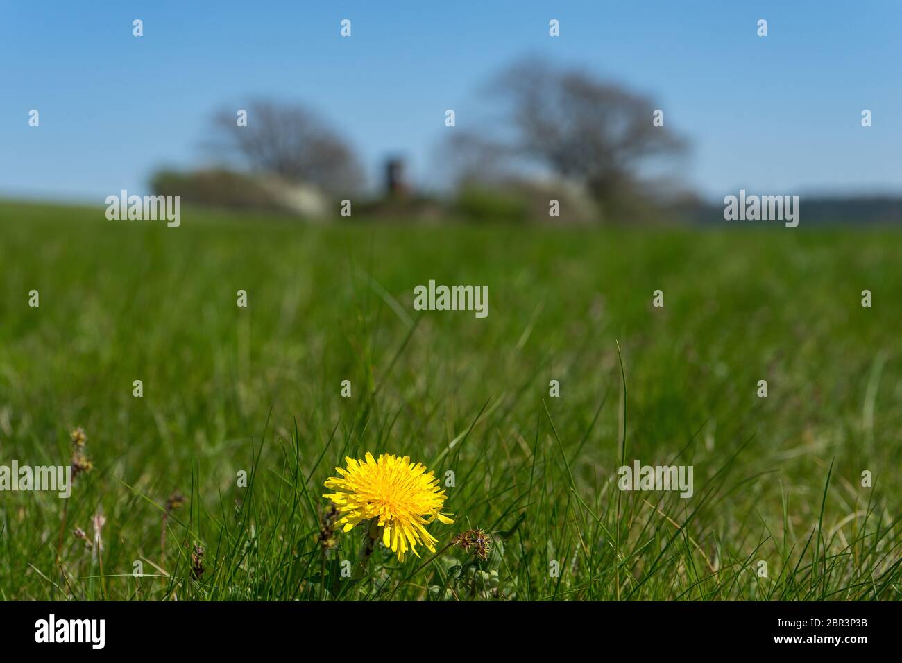 Closeup of dandelion flower Taraxacum in spring at the german ...