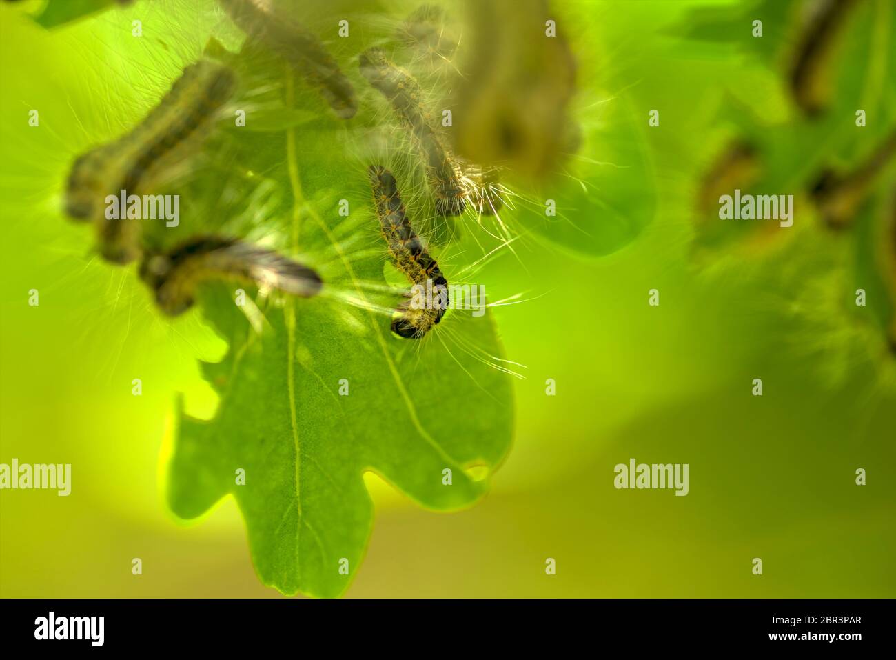Harmful forest insects hi-res stock photography and images - Alamy