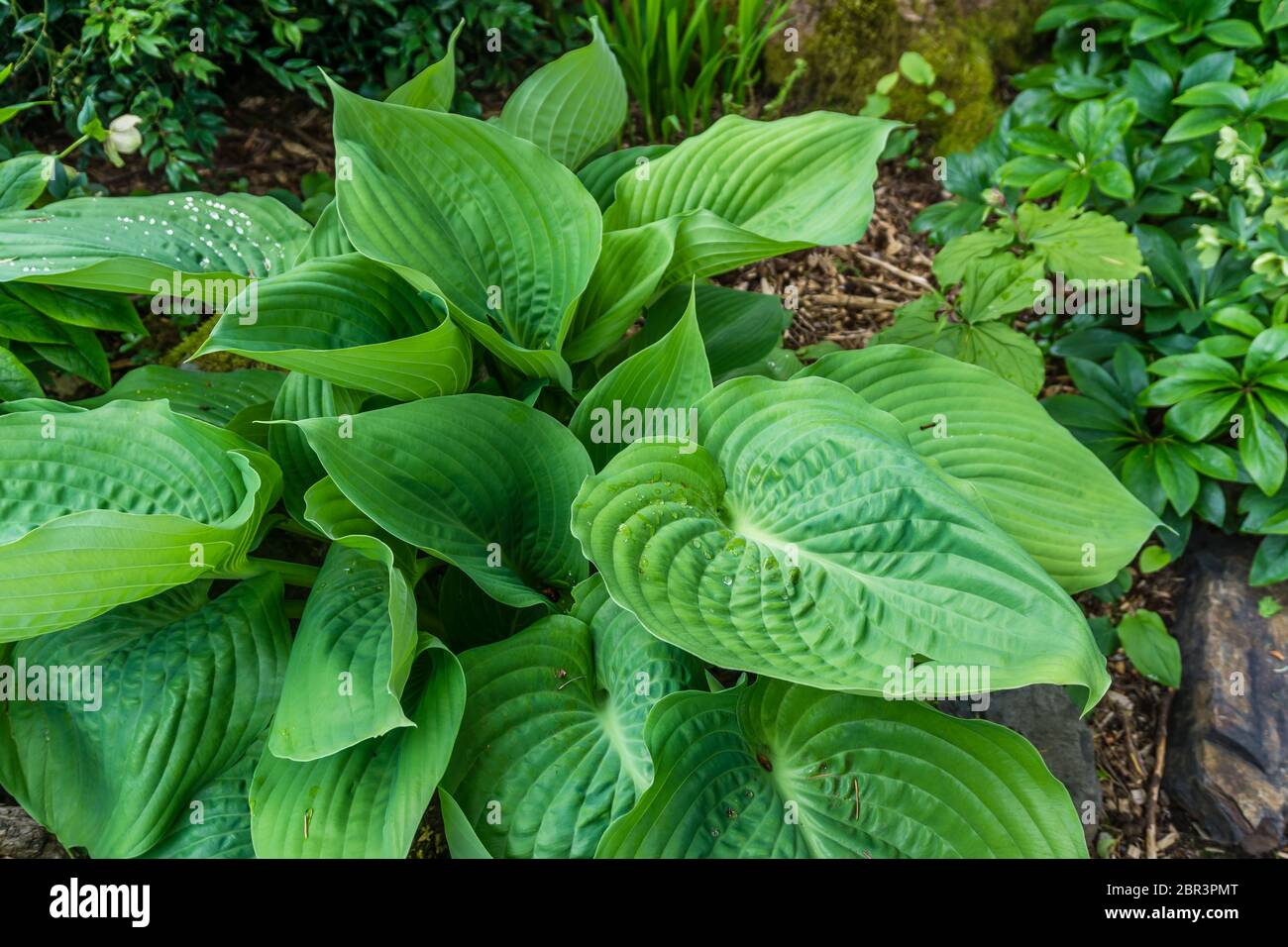 A view of elegant Hosta plant leaves in a garden in Seatac, Washington ...