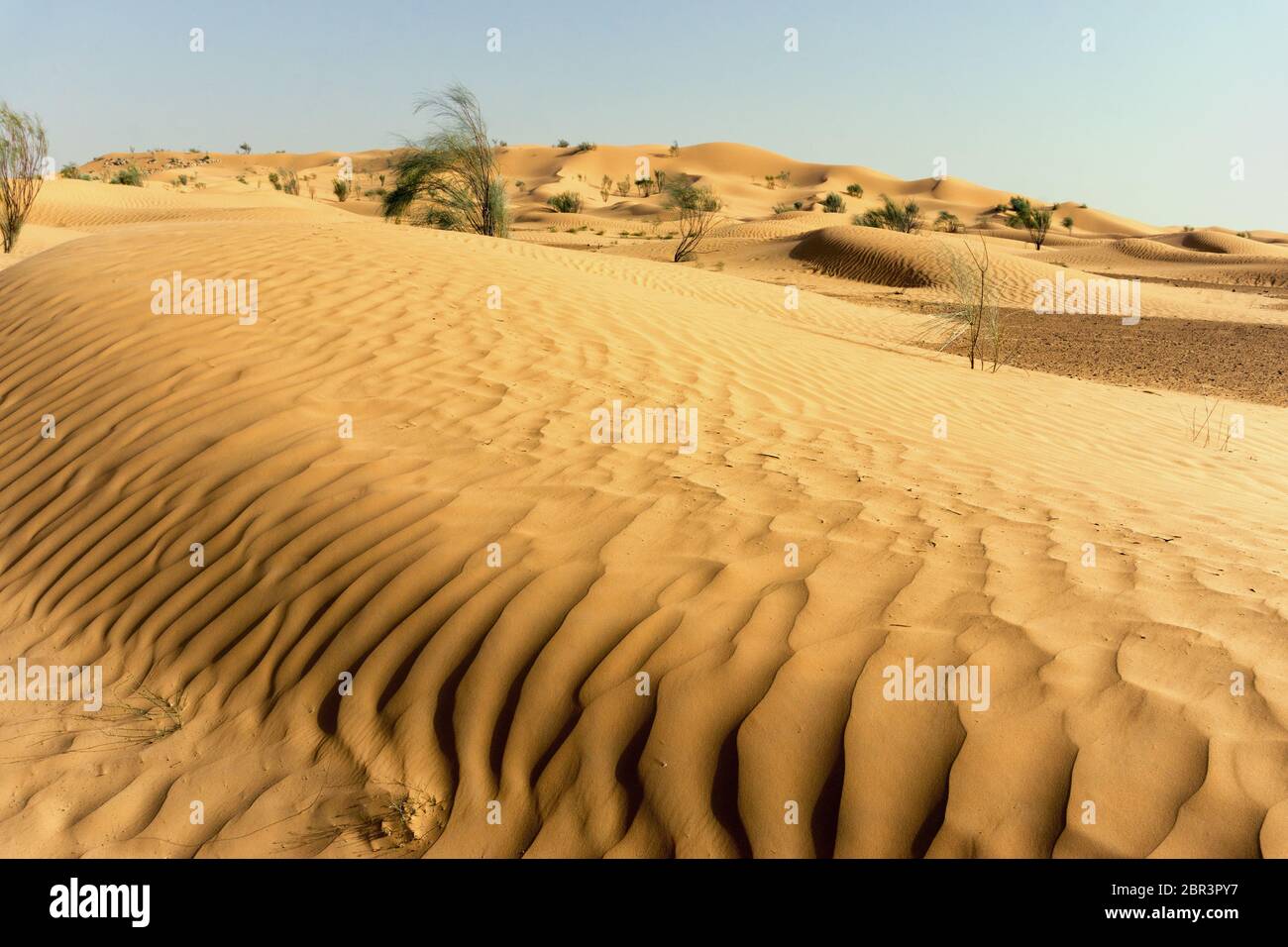 Ripples of desert dunes in the Sahara Desert in Tunisia Stock Photo - Alamy