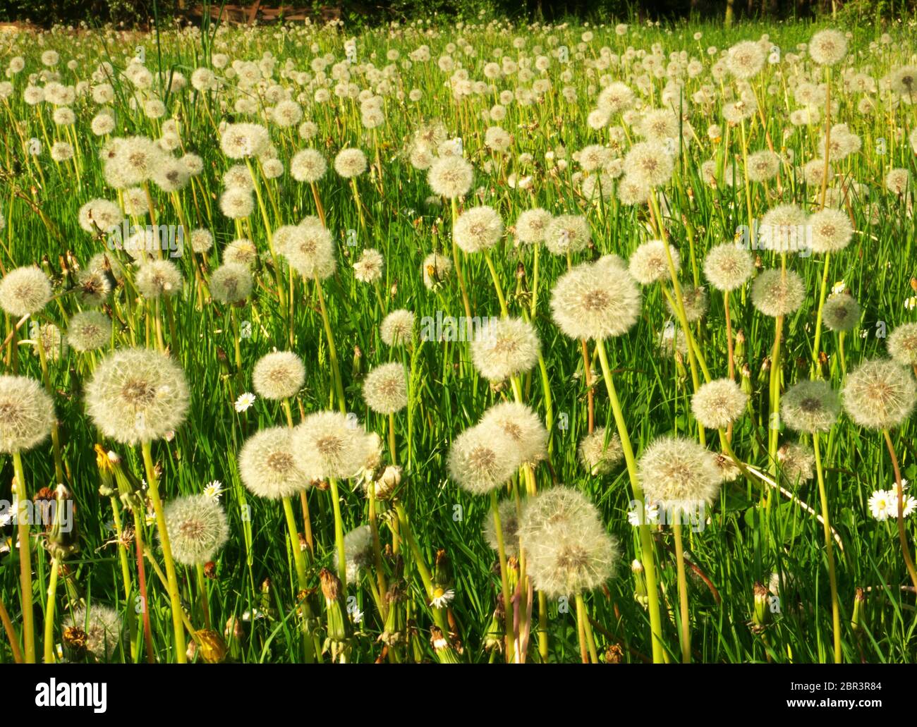 Dandelions fields hi-res stock photography and images - Alamy