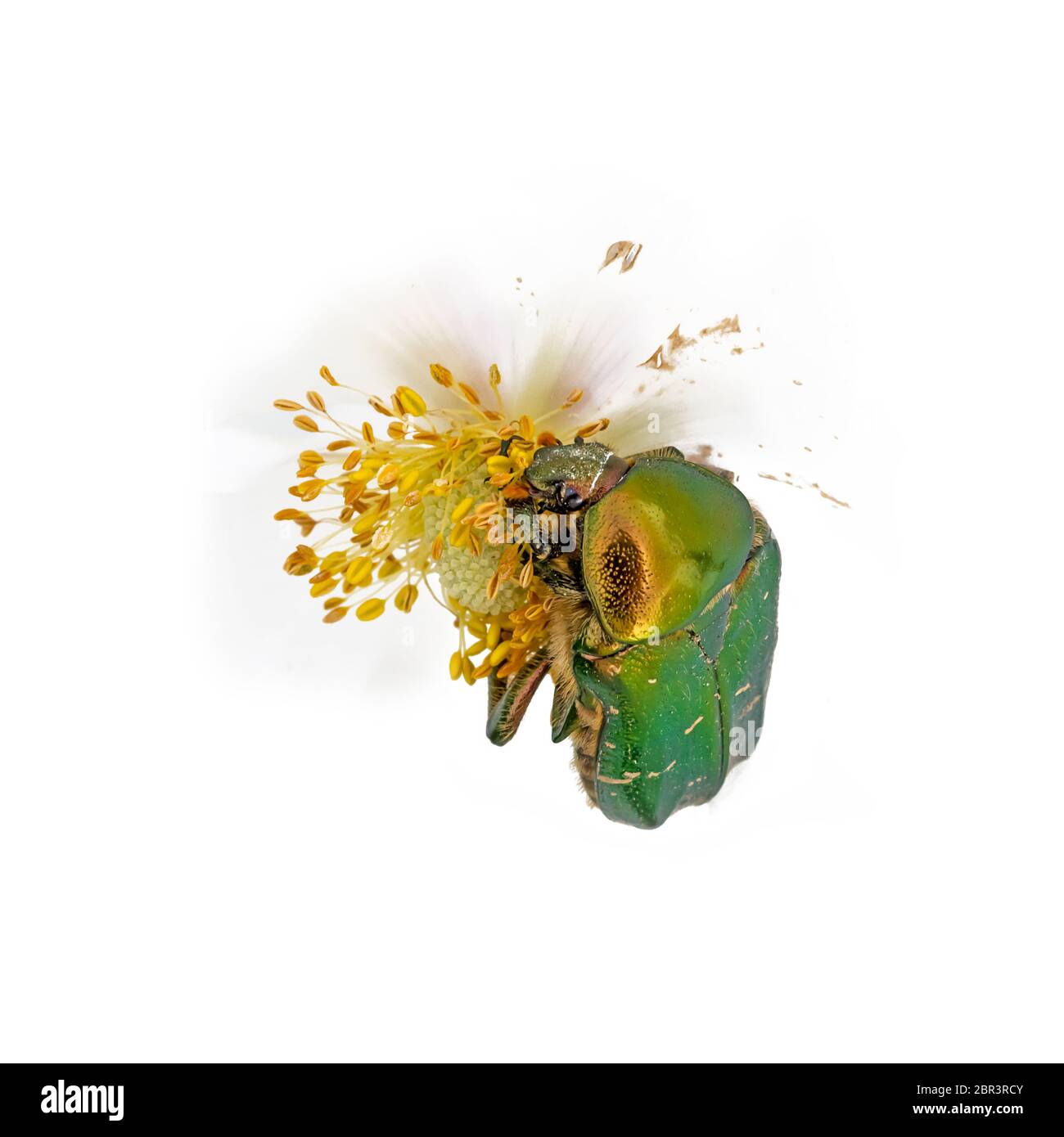 Gold shiny rose beetle on white blossom while eating in front of white ...