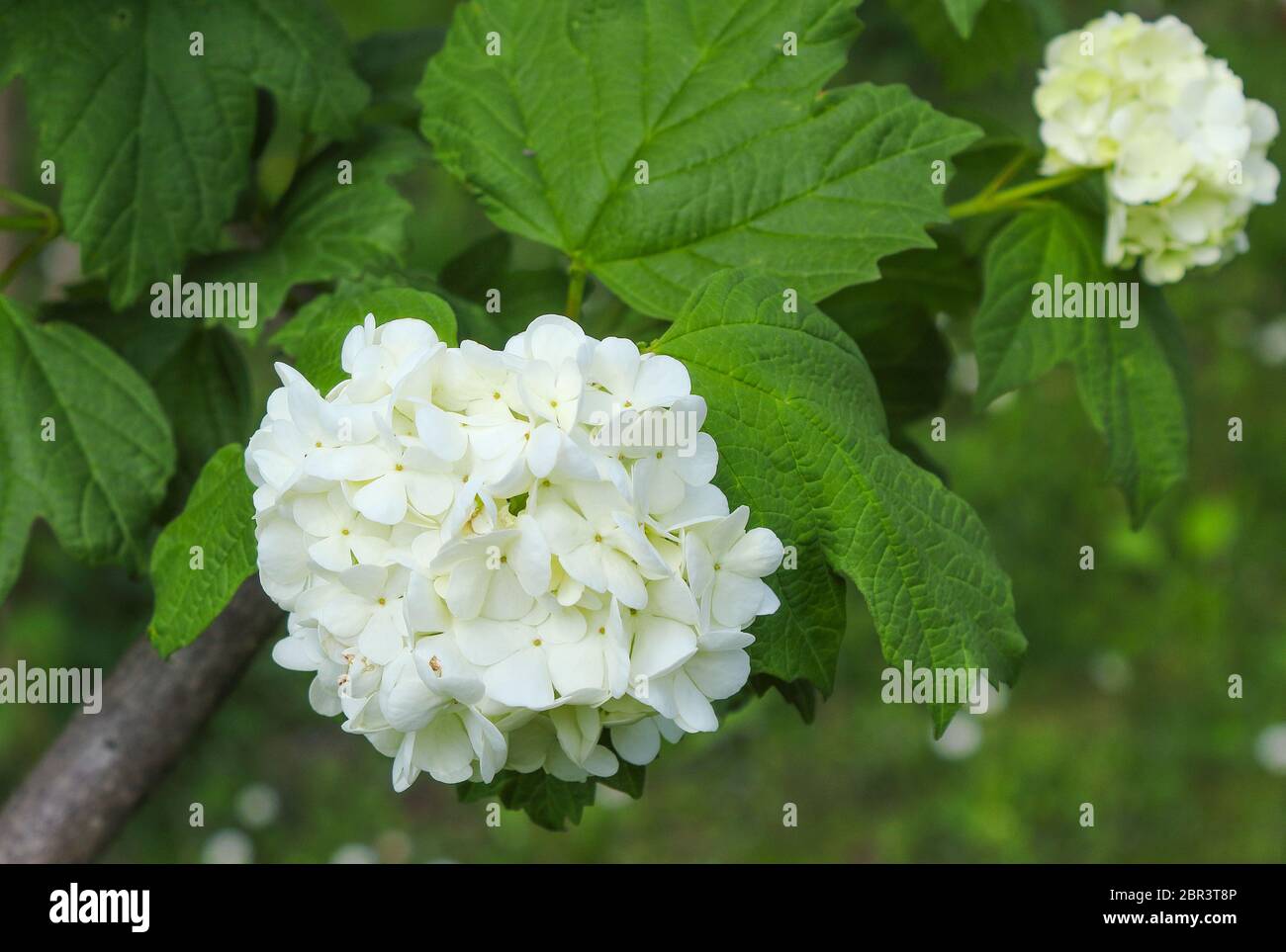 Snowball Viburnum Hydrangea, Floral snowballs at the ends of the ...