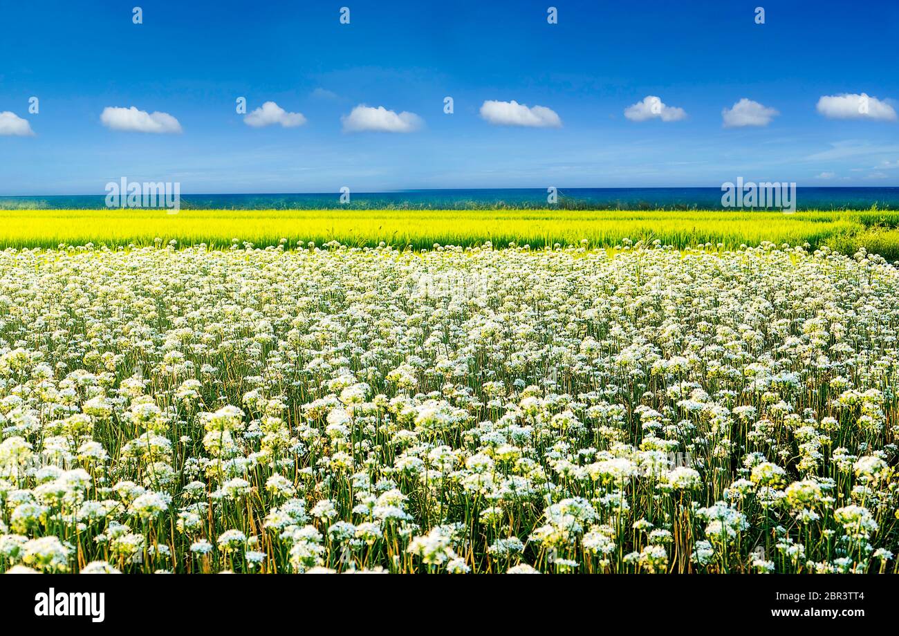 The Fresh white chives flower or Wild Chives, Taiwan Stock Photo - Alamy