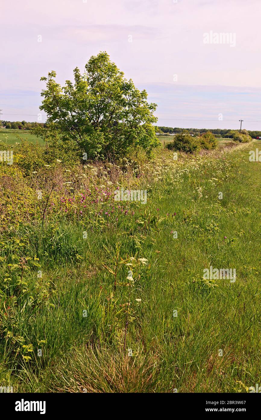 Hedgerow ditch hi-res stock photography and images - Alamy