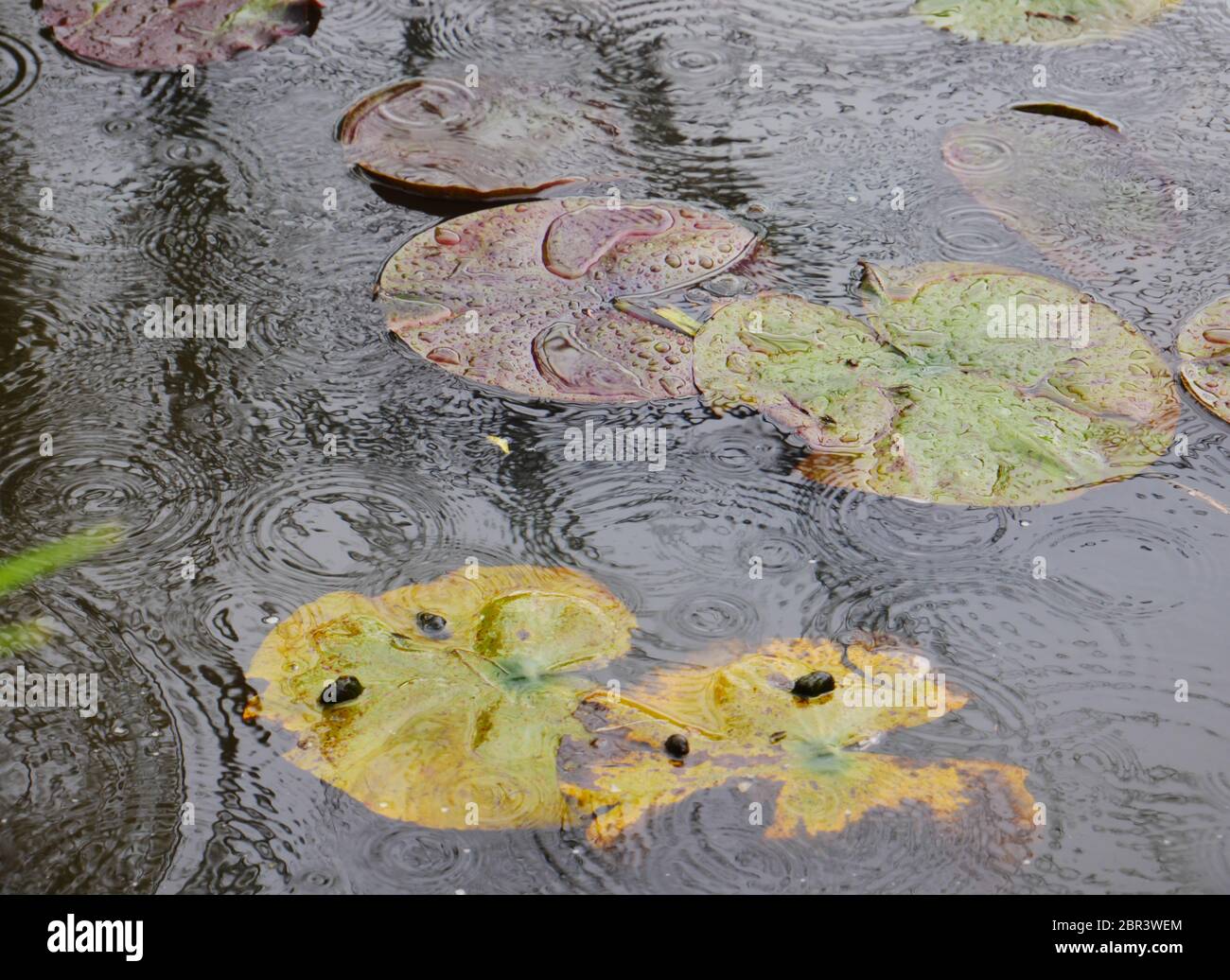Photo of water lilies in rainy spring weather Stock Photo - Alamy