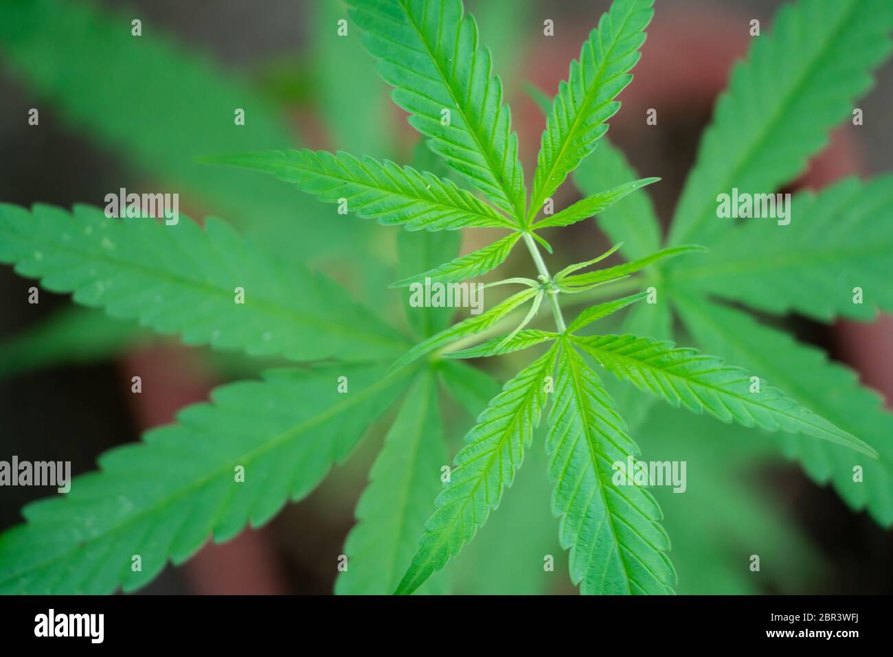 Marijuana ( Cannabis sativa indica ) in pod Stock Photo - Alamy
