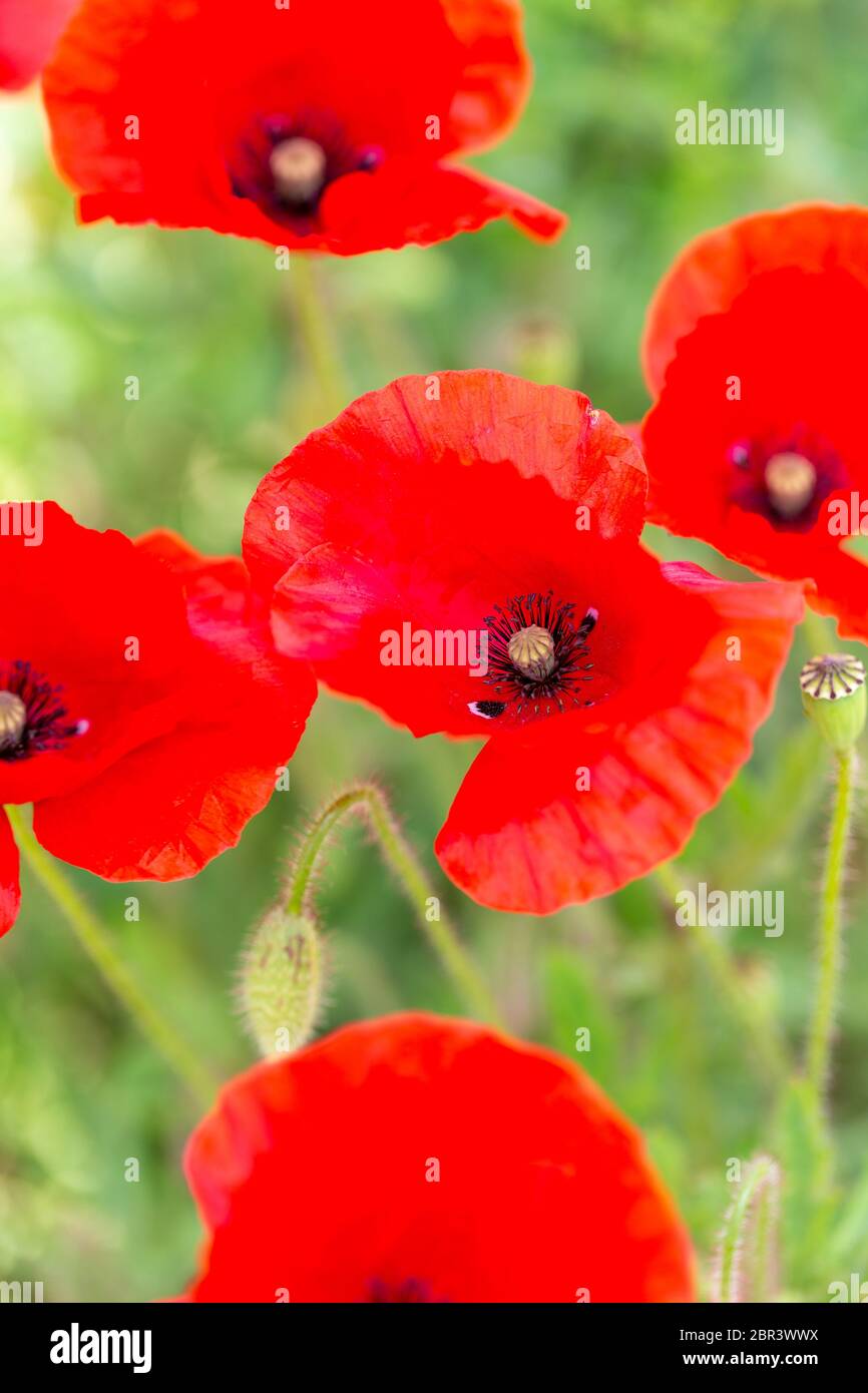 red poppy flowers in sun day in grass Stock Photo - Alamy