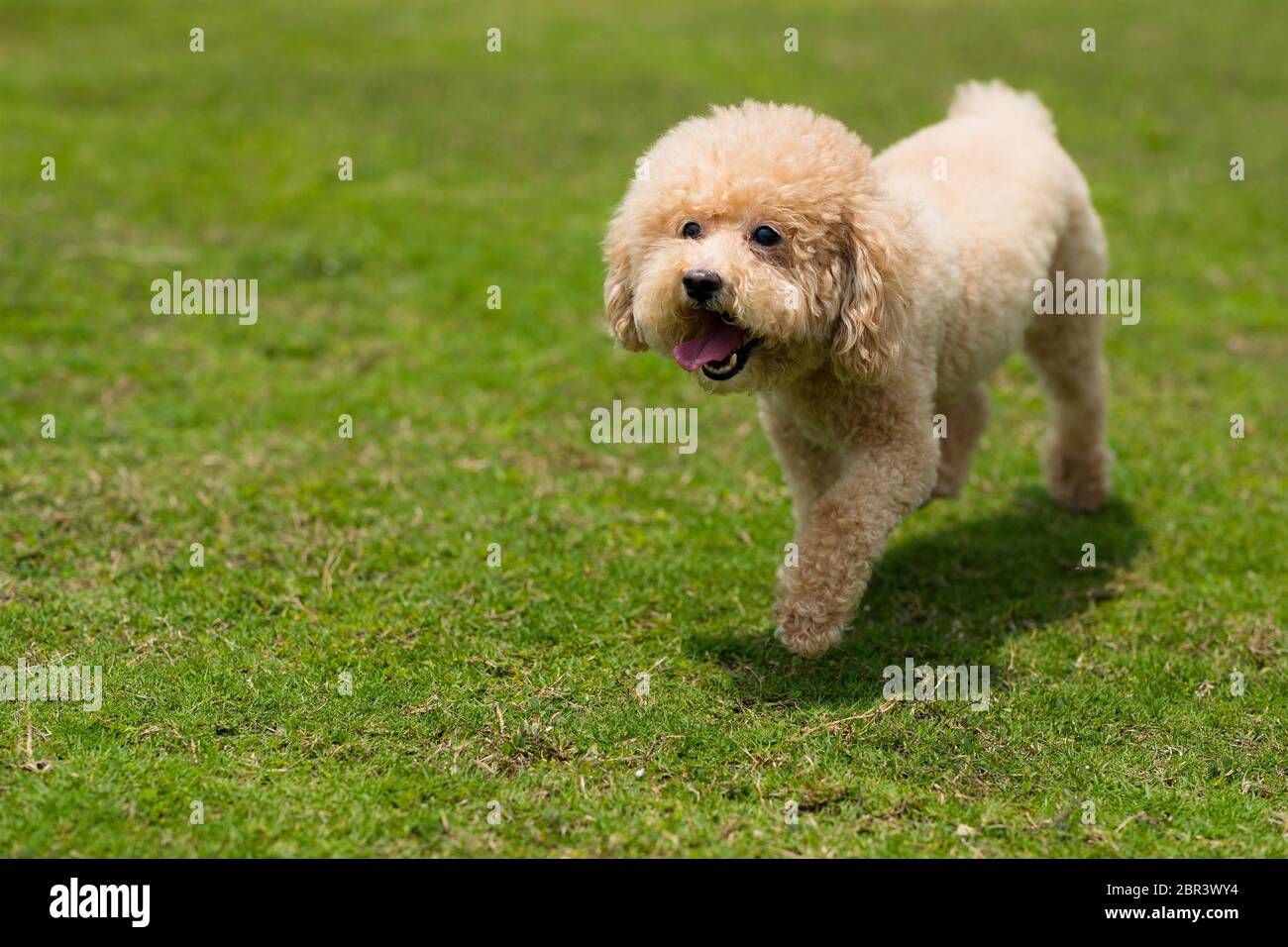 Adorable toy poodle puppy running hi-res stock photography and images ...
