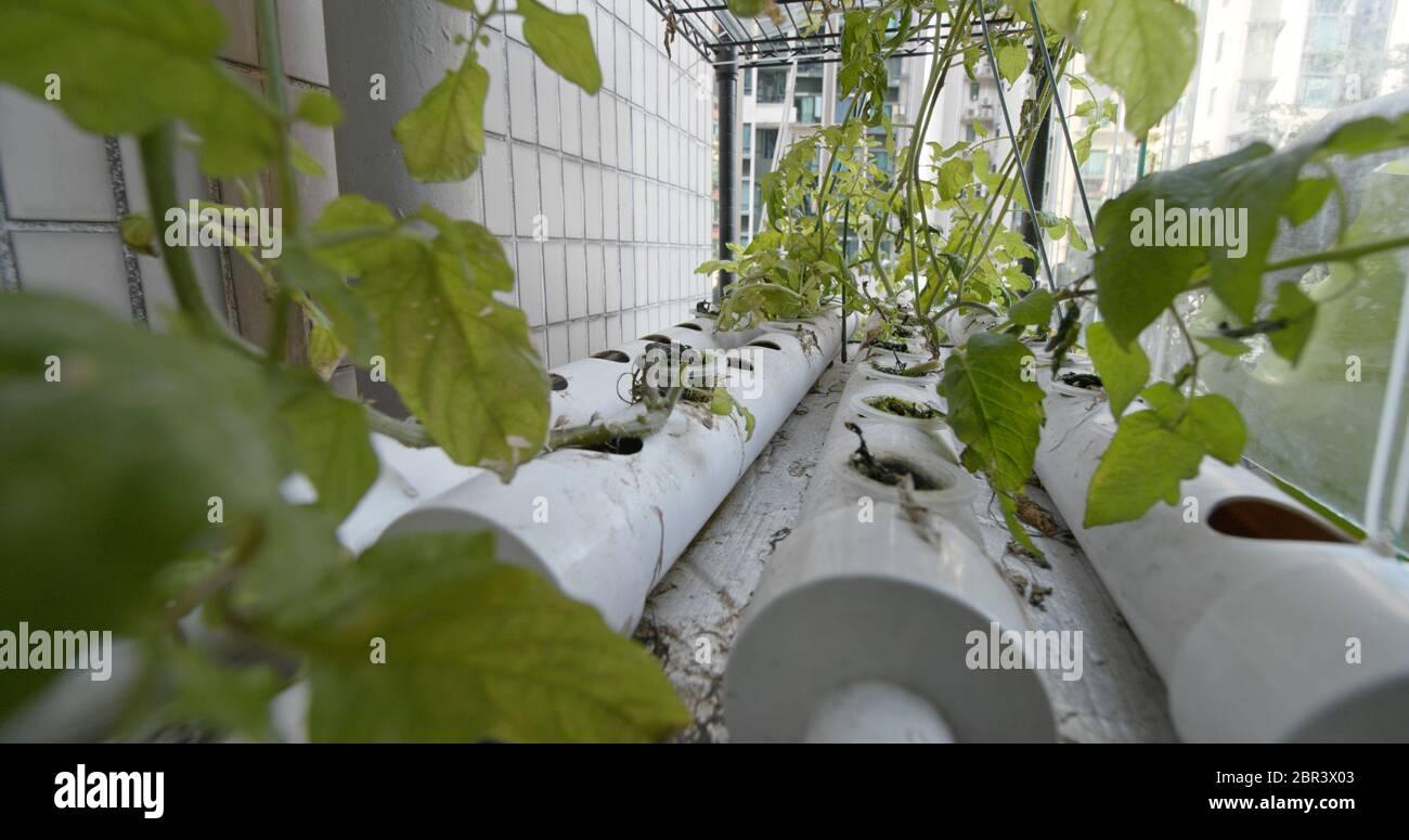 Water pipe farm of tomato Stock Photo - Alamy